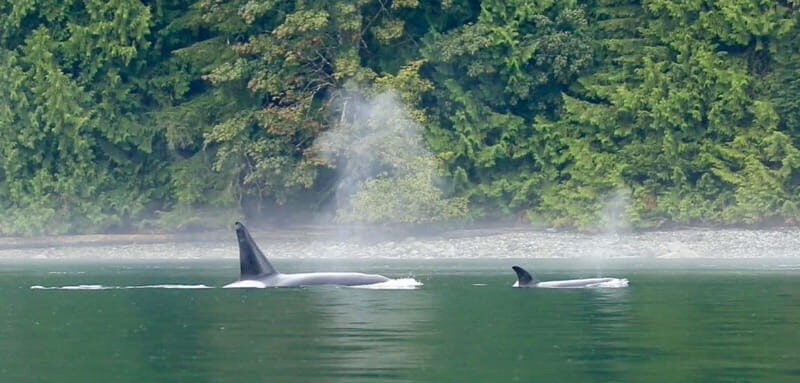 Campbell River: Salish Sea Whale Watching Adventure - Who Will Love This Tour?