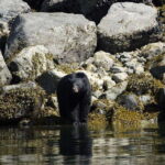 Campbell River: Spring Bear Watching & Waterfalls Boat Tour - The Sum Up: Is This Tour Worth It?