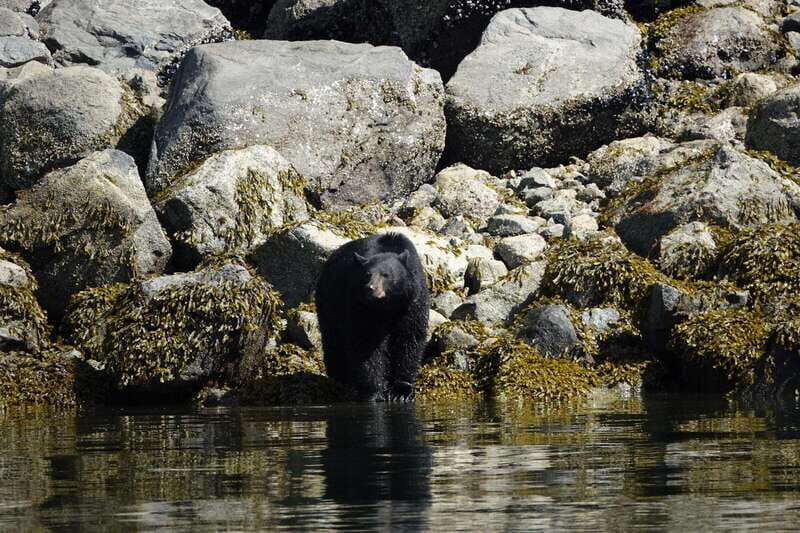 Campbell River: Spring Bear Watching & Waterfalls Boat Tour - The Sum Up: Is This Tour Worth It?