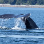 Campbell River: Whale Watching Cruise with Lunch - What Makes This Tour Stand Out