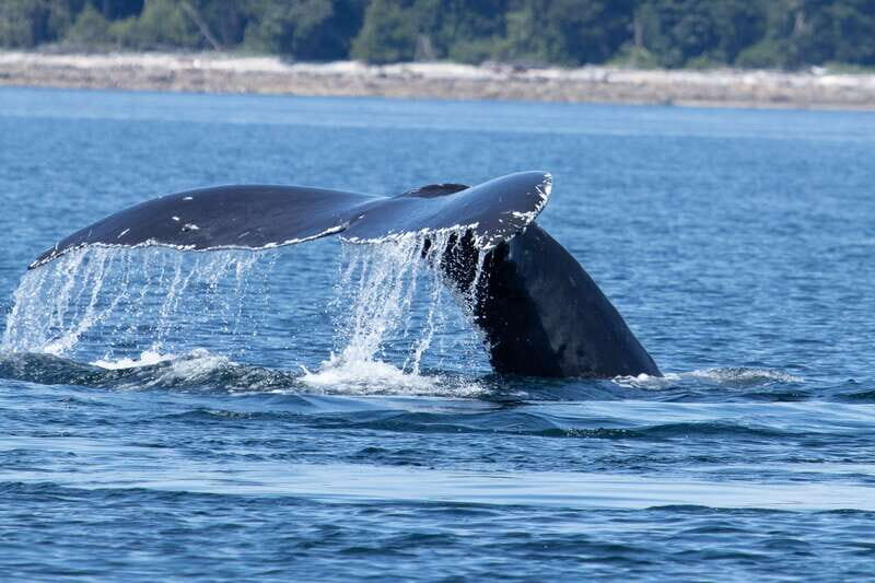 Campbell River: Whale Watching Cruise with Lunch - What Makes This Tour Stand Out