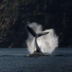 Campbell River: Whale & Wildlife Discovery Cruise - The Vessels: Comfort and Choice