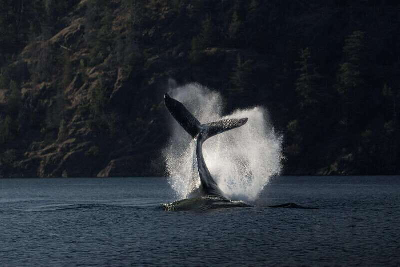 Campbell River: Whale & Wildlife Discovery Cruise - The Vessels: Comfort and Choice