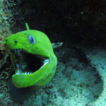 Cancun: 2 Reef Dives at Punta Cancun for Certified Divers - The Practicalities: What You Need to Know