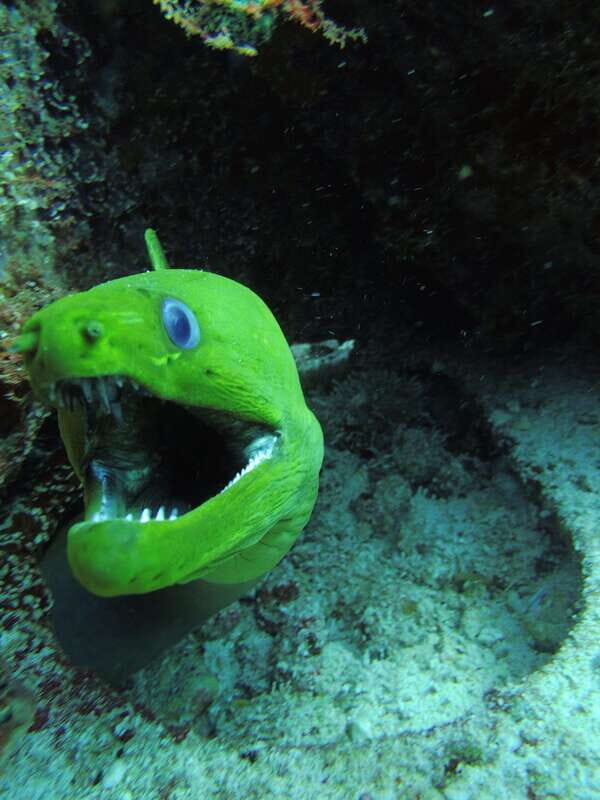Cancun: 2 Reef Dives at Punta Cancun for Certified Divers - The Practicalities: What You Need to Know