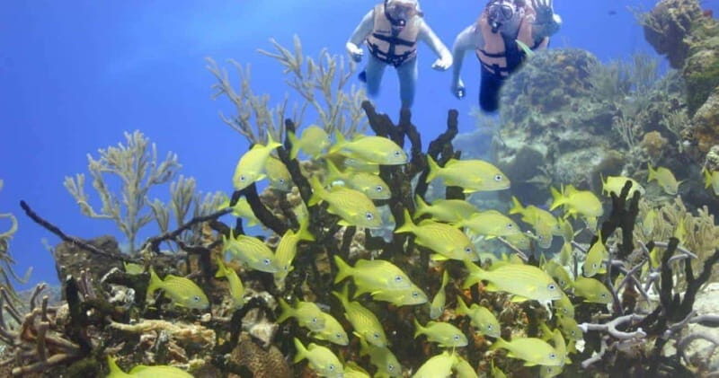 Cancun: Cancun Cenote Tour & Snorkeling - Who Will Love This Tour?