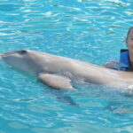 Cancún: Dolphin Encounter on Isla Mujeres with Buffet - Final Thoughts