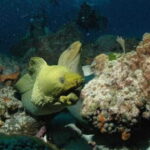 Cancun: Goliat Grouper Dive Adventure - Final Thoughts