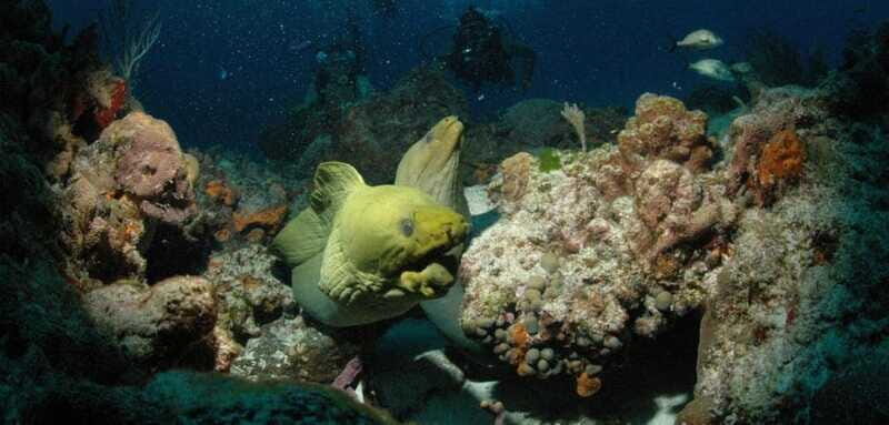 Cancun: Goliat Grouper Dive Adventure - Final Thoughts