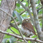 Cancún: Guided Birdwatching Hike - The Itinerary in Detail