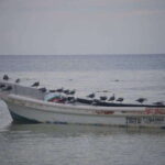 Cancun: Holbox Island Birdwatching and Wildlife Adventure - Exploring Holbox Island