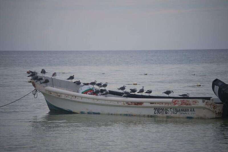 Cancun: Holbox Island Birdwatching and Wildlife Adventure - Exploring Holbox Island