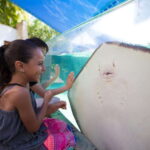 Cancún Interactive Aquarium Admission + Dolphin Presentation - The Dolphin Presentation: The Real Showstopper