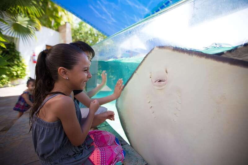 Cancún Interactive Aquarium Admission + Dolphin Presentation - The Dolphin Presentation: The Real Showstopper