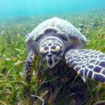 Cancun: Jungle Speedboat & Snorkeling Adventure - The Sum Up