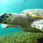 Cancun: Jungle Speedboat & Snorkeling Adventure - Who Will Love This Tour?