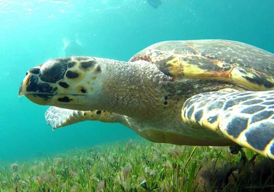 Cancun: Jungle Speedboat & Snorkeling Adventure - Who Will Love This Tour?