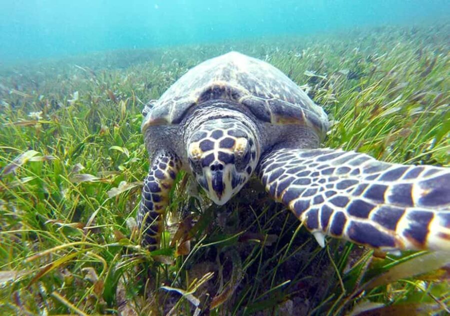 Cancun: Jungle Speedboat & Snorkeling Adventure - The Sum Up