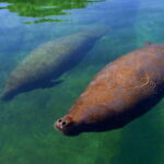 Cancún: Manatee Encounter on Isla Mujeres with Buffet Lunch - Why This Tour Offers Value