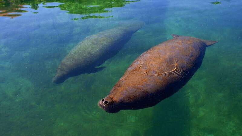 Cancún: Manatee Encounter on Isla Mujeres with Buffet Lunch - Why This Tour Offers Value