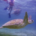 Cancun: Marine Turtle Observation in Akumal - What Makes This Tour Stand Out?