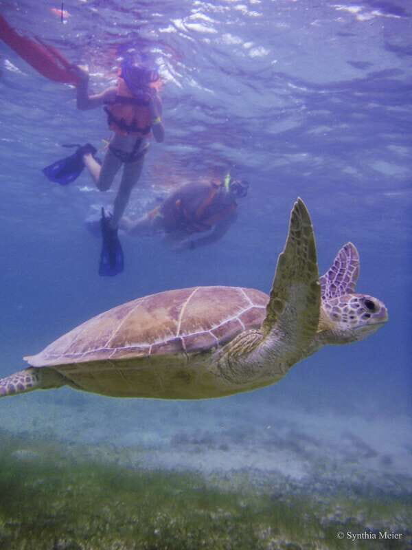 Cancun: Marine Turtle Observation in Akumal - What Makes This Tour Stand Out?