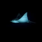 Cancun: Night Dive for Certified Divers - Why This Tour Is a Valuable Choice