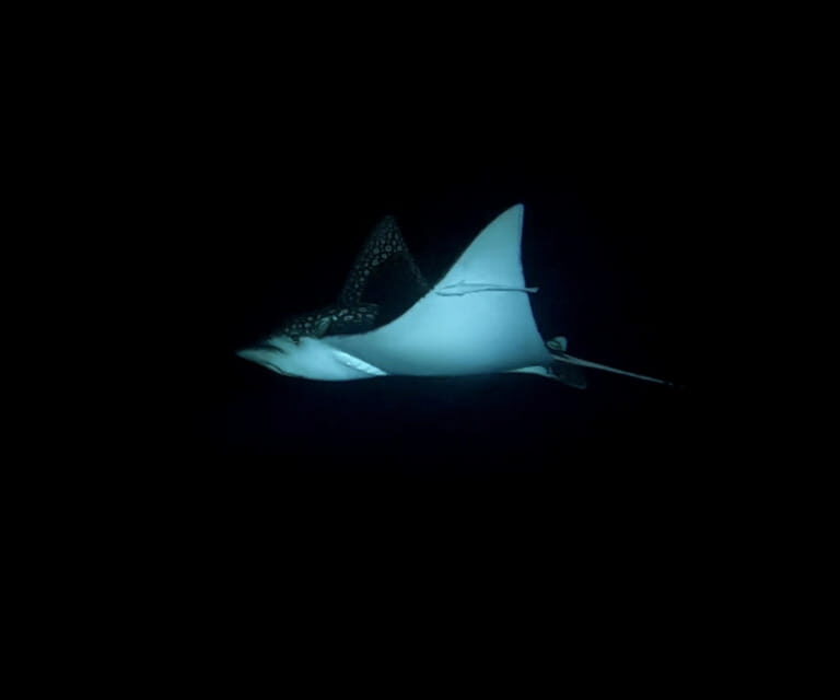 Cancun: Night Dive for Certified Divers - Why This Tour Is a Valuable Choice