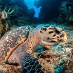 Cancun: Parrotfish Adventure Package - What to Expect from the Parrotfish Adventure Package