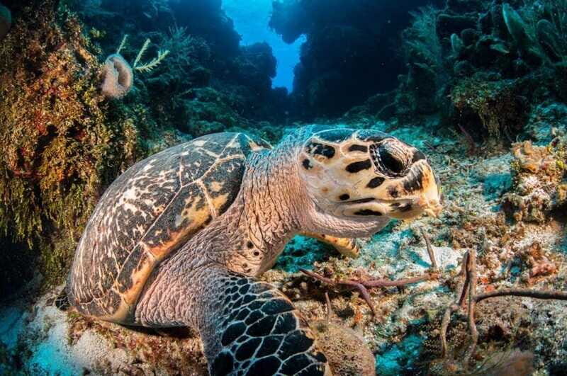 Cancun: Parrotfish Adventure Package - What to Expect from the Parrotfish Adventure Package