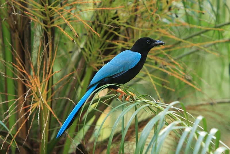 Cancun: Private Birdwatching Tour - The Value and Why It’s Worth Considering