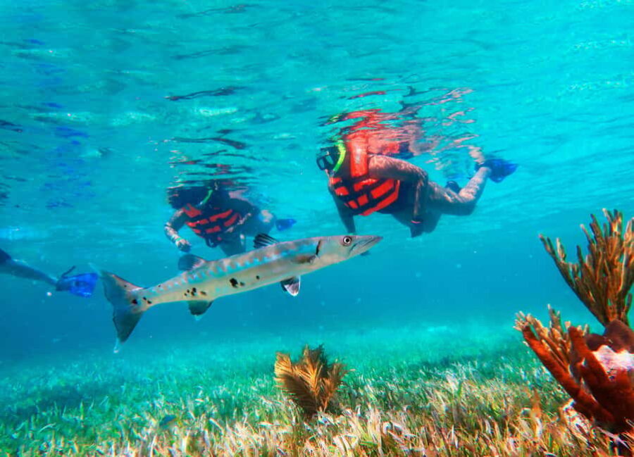 Cancún: Puerto Morelos Reef Snorkeling Tour & Seaside Lunch - How Well Does It Deliver?