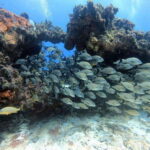 Cancun: Scuba Diving in Puerto Morelos for Beginners 2 Dives - What Reviewers Say