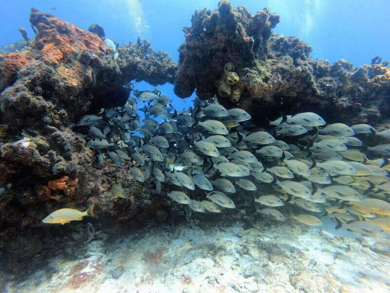 Cancun: Scuba Diving in Puerto Morelos for Beginners 2 Dives - What Reviewers Say