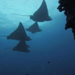 Cancun: Shipwreck & Reef for Certified Divers - Who Should Consider This Tour?