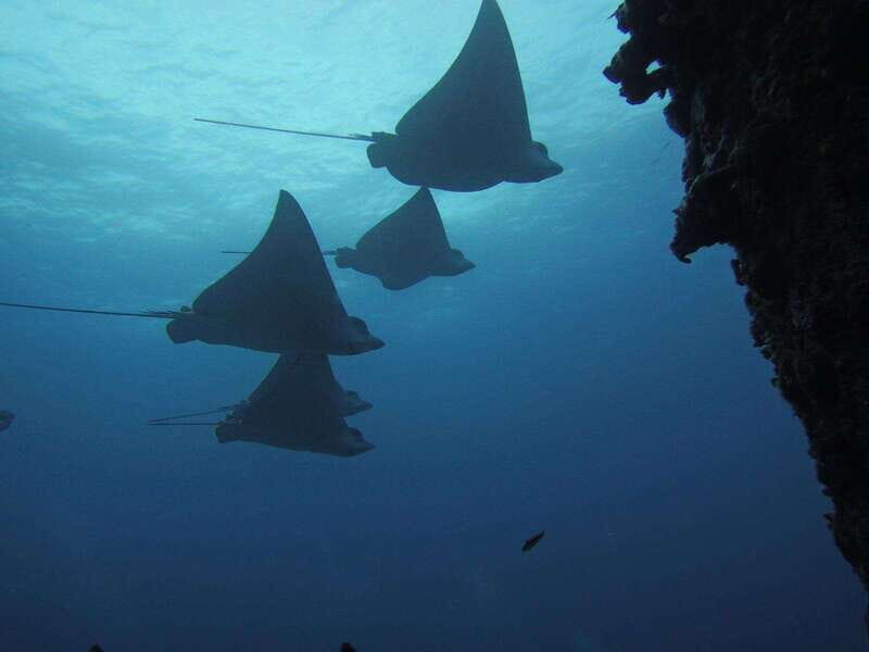 Cancun: Shipwreck & Reef for Certified Divers - Who Should Consider This Tour?