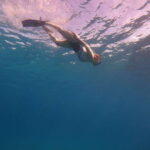 Cancun: Snorkel in MUSA Undewater Museum and Reef - The Experience: What to Expect from Start to Finish