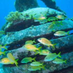 Cancun: Snorkeling at Underwater Museum & Manchones Reef - The Itinerary in Detail