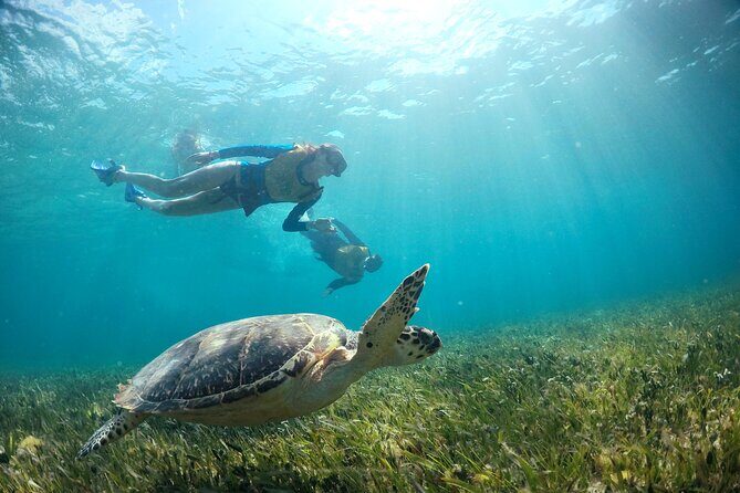 Cancun Snorkeling Tour: Swim with Turtles, Reef, Underwater Museum and Shipwreck - What’s Included and What’s Not