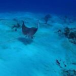 Cancun: Snorkeling Tour with Hotel Pickup - The Value of This Tour
