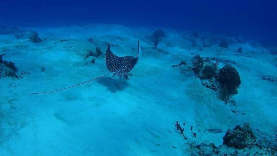 Cancun: Snorkeling Tour with Hotel Pickup - The Value of This Tour
