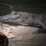 Cancun: Speedboat Adventure & Crocodile Sighting - The Experience Itself: Details & Impressions