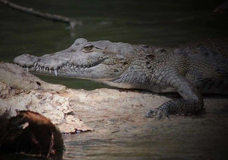 Cancun: Speedboat Adventure & Crocodile Sighting - The Experience Itself: Details & Impressions
