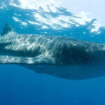 Cancún: Swim with Whale Sharks - The Itinerary in Detail