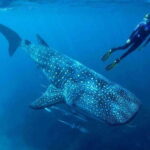 Cancun: Swim with Whale Sharks - Detailed Review of the Whale Shark Swimming Tour
