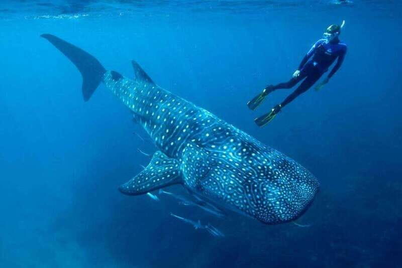 Cancun: Swim with Whale Sharks - Detailed Review of the Whale Shark Swimming Tour