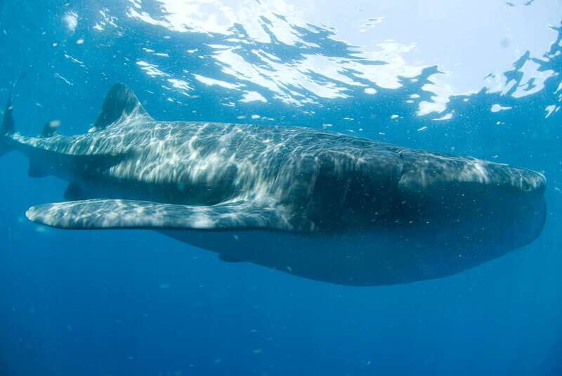 Cancún: Swim with Whale Sharks - The Itinerary in Detail