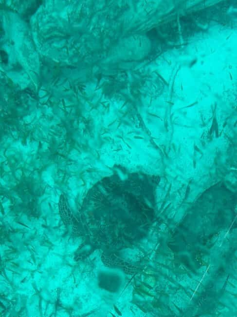 Cancun: Transparent Boat Tour with Soft Drinks - Who Will Love This Tour?