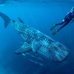 Cancun Whale Shark Encounter - The Itinerary Breakdown: What Makes Each Stop Special