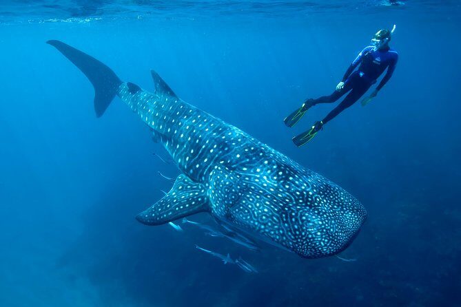 Cancun Whale Shark Encounter - The Itinerary Breakdown: What Makes Each Stop Special
